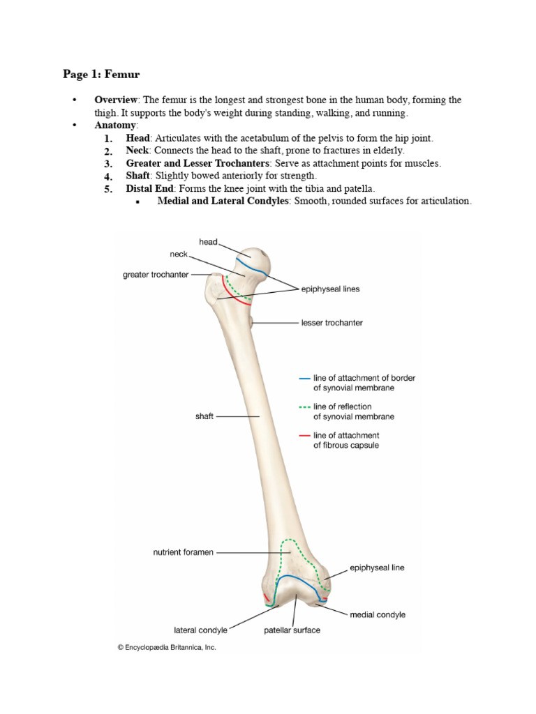 Femur | PDF