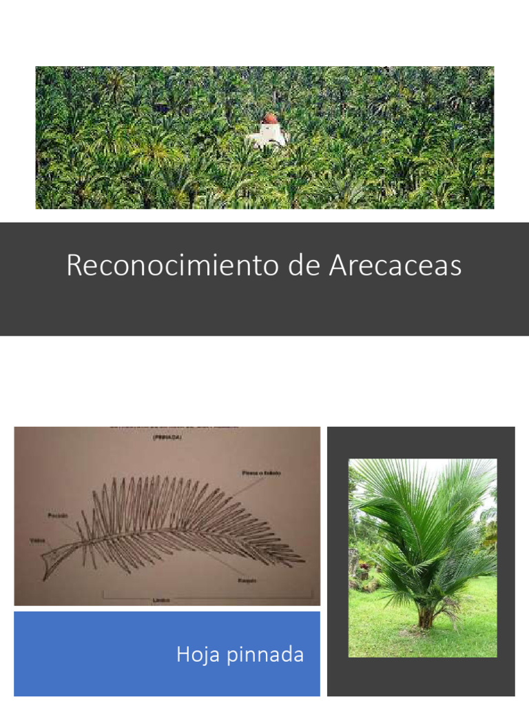 Palmeras | PDF | Arecaceae | Plantas