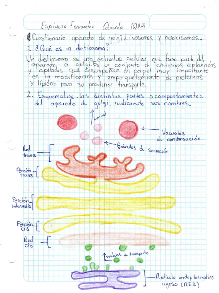 Cuestionario Aparato de Golgi, Lisosomas y Peroxi | PDF