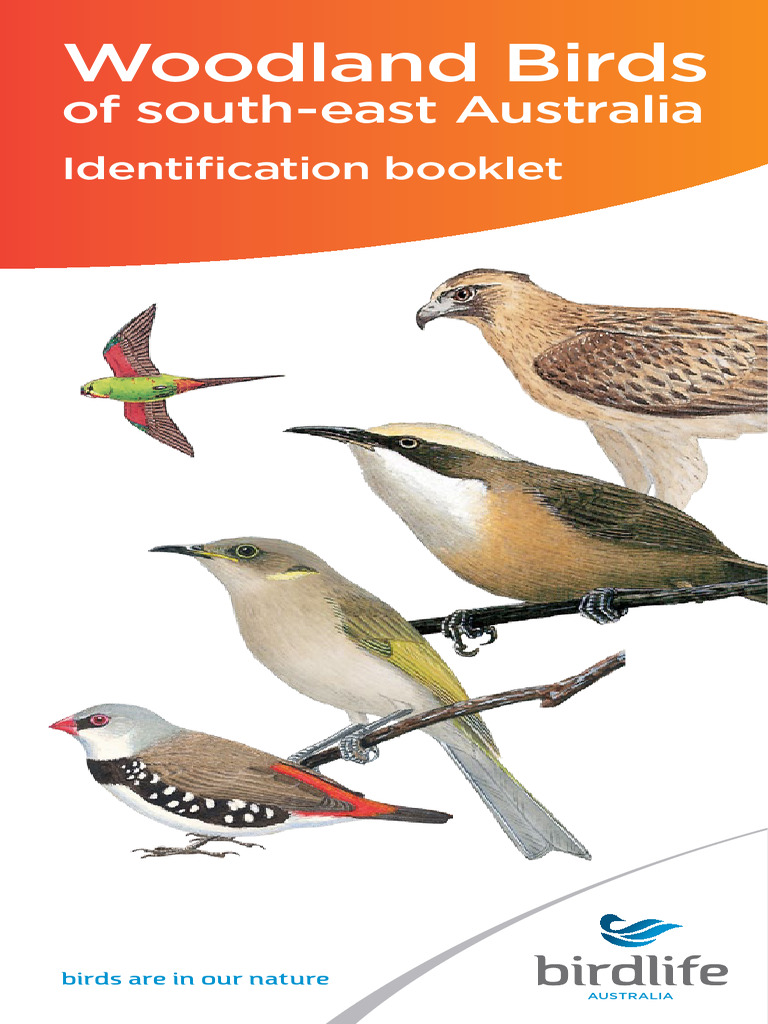 BL-Woodland Birds SE Identification Guide - v7 - Web | PDF | Birds | Ornithology