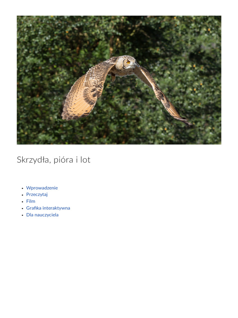Skrzydla Piora I Lot | PDF