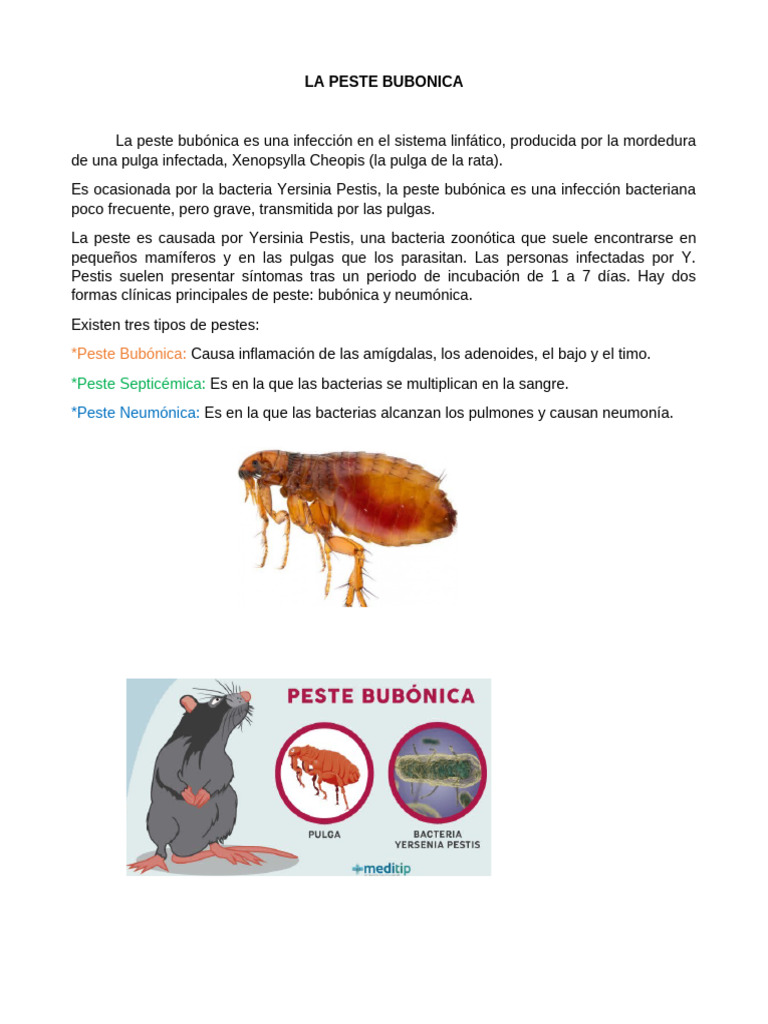 Peste Bubónica: Causas y Síntomas | PDF | Peste (enfermedad) | Muerte negra