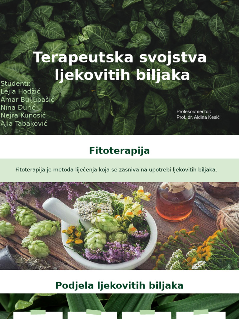 Terapeutsko Djelovanje Ljekovitih Biljaka | PDF