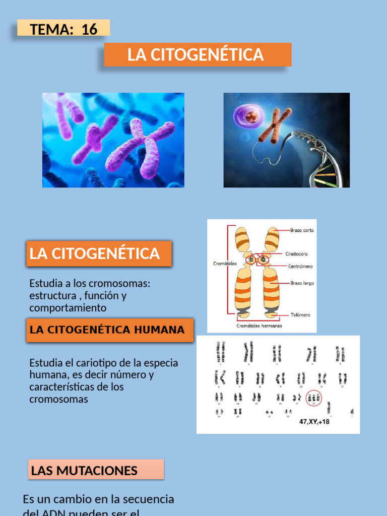 La Citogenética | PDF | Mutación | Mutageno