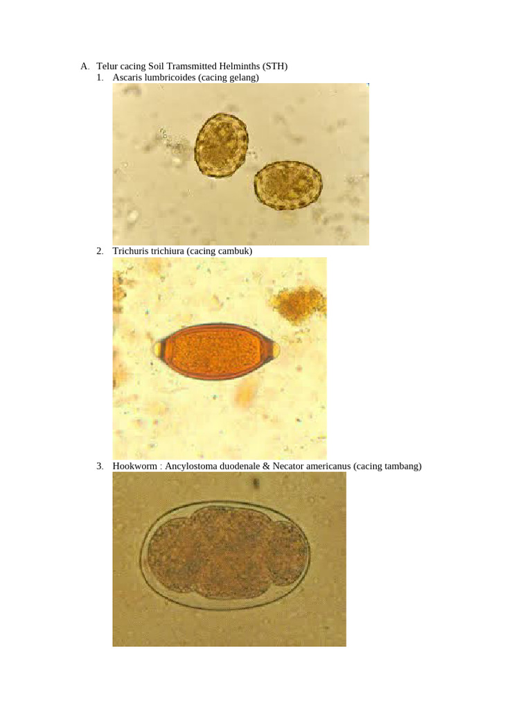 Telur Cacing Soil Tramsmitted Helminths | PDF