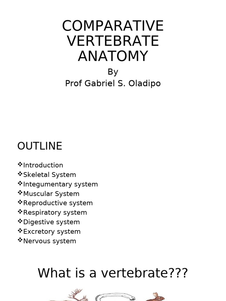 Comp. Vert. Anatomy [Intro & Skeletal System] Ndu 2024 | PDF | Skull | Skeleton