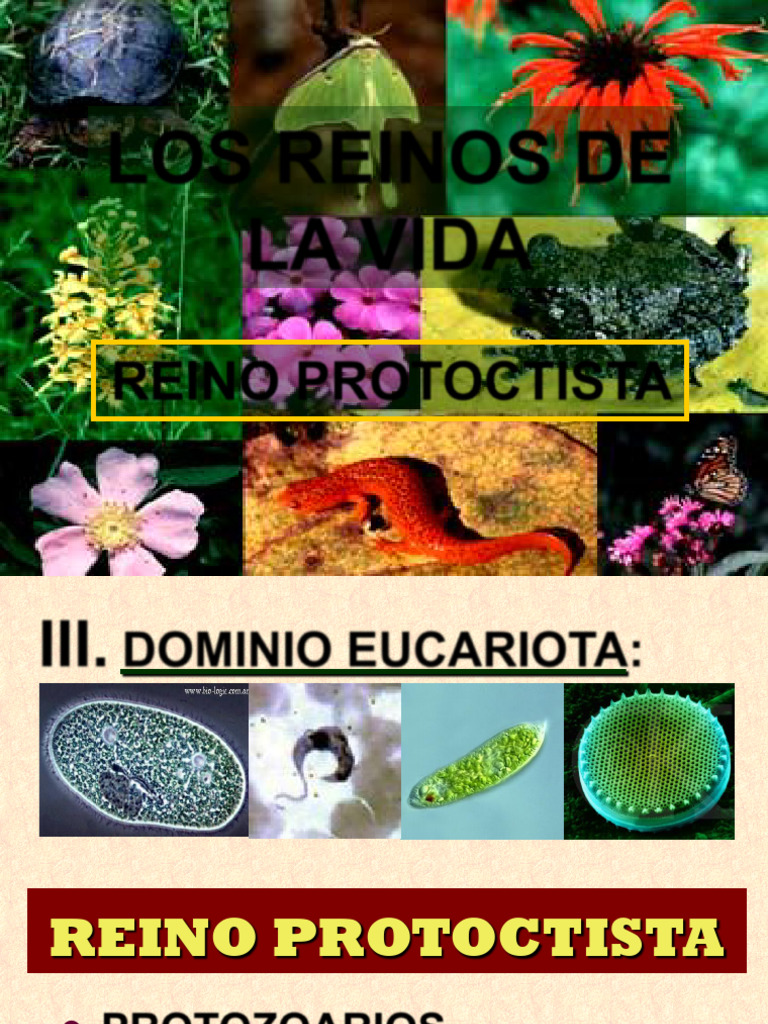 3 Reino Protista | PDF | Malaria | Algas