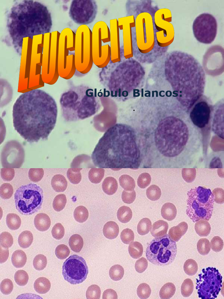 Serie Blanca | PDF | Leucocito | Anatomia animal