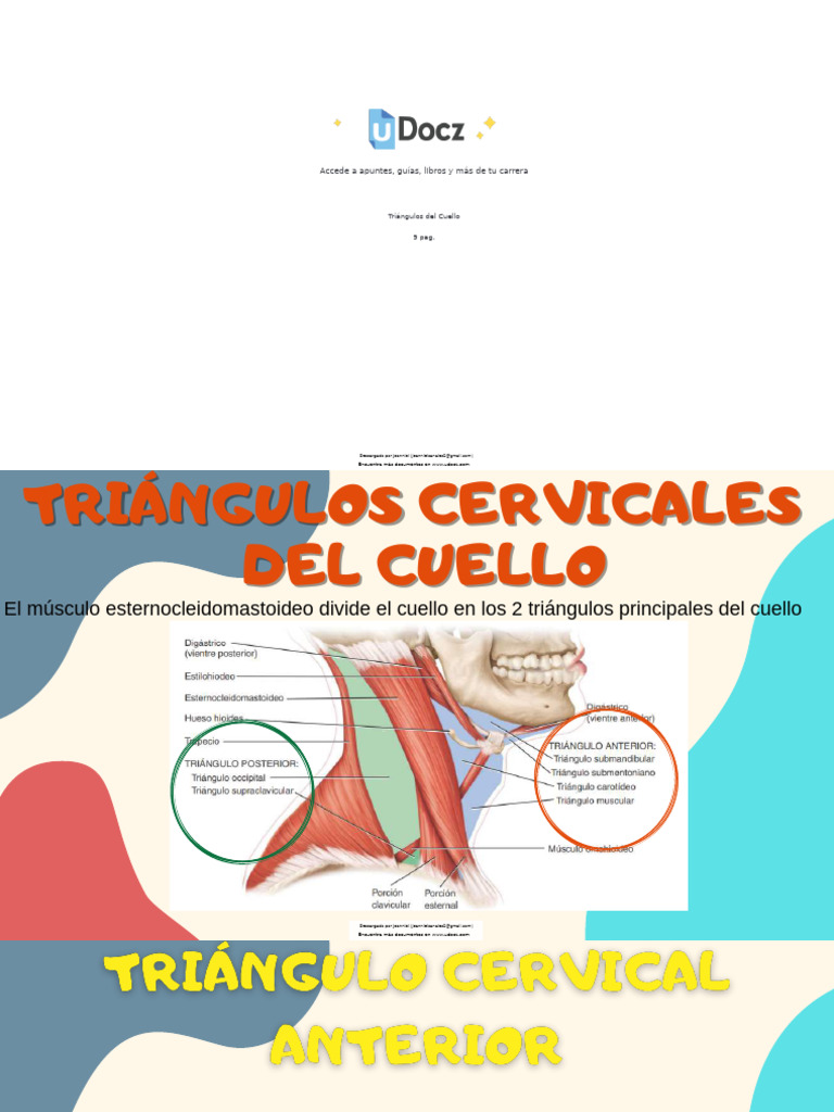Triangulos Del Cuello | PDF | Anatomía humana | Cabeza y cuello humanos