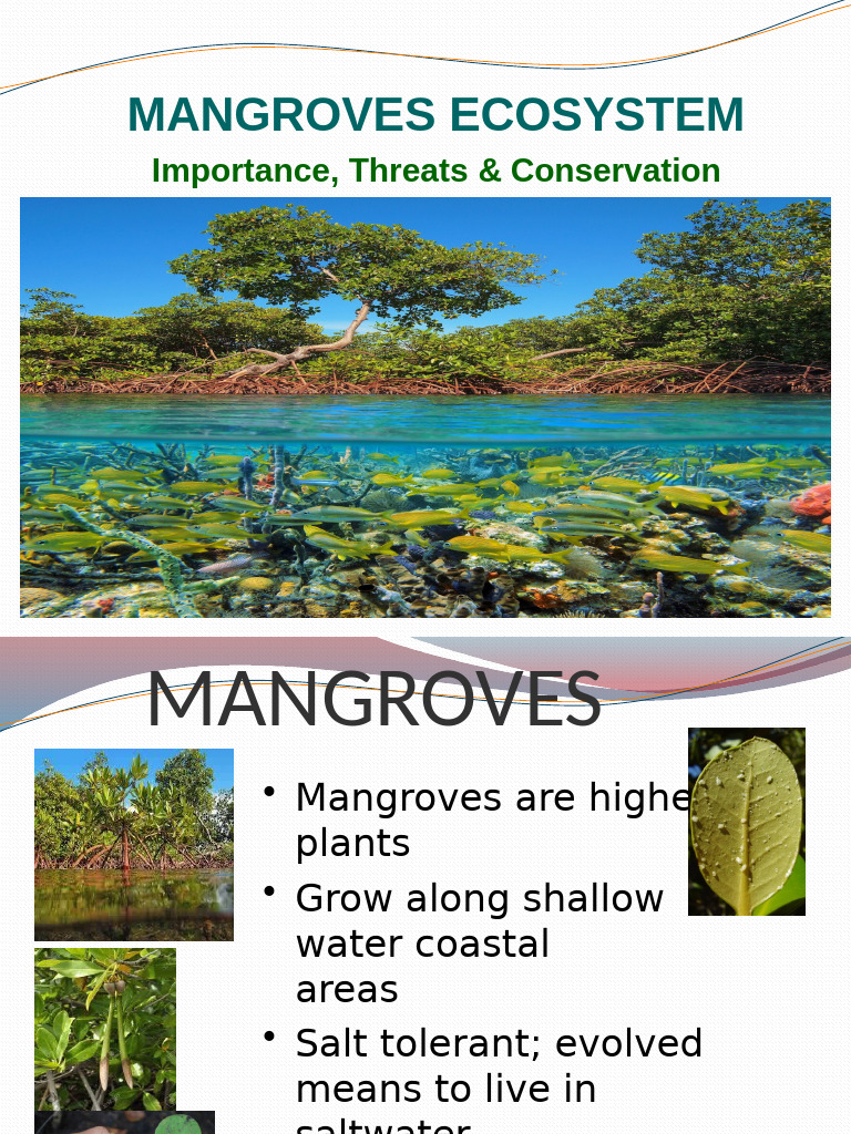 Mangrove Presentation | PDF | Mangrove | Oceanography
