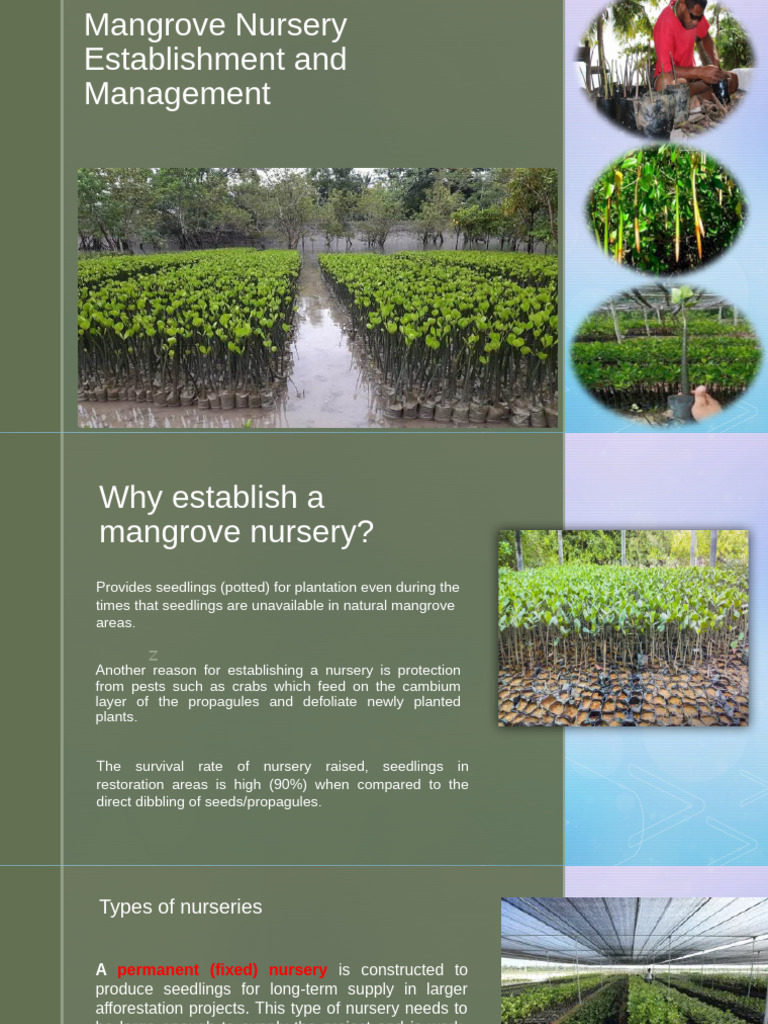 Mangrove Nursery Establishment Guide | PDF | Plant Nursery | Seed