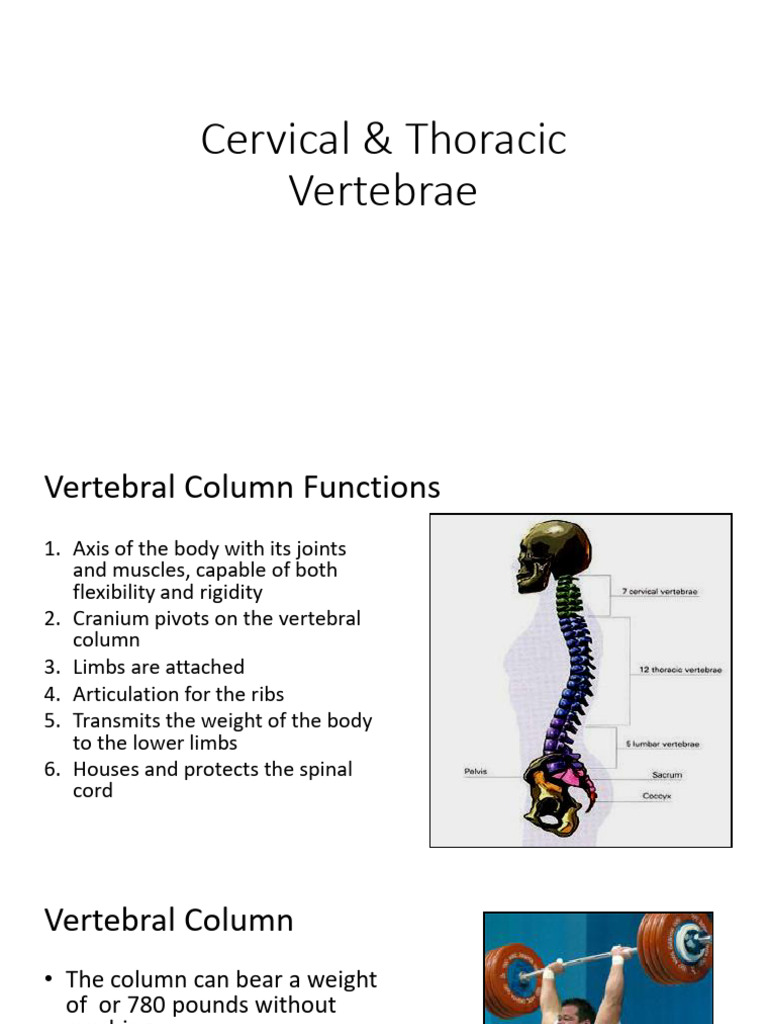 Cervical and Thoracic Vertebrae Overview | PDF | Vertebra | Vertebral ...