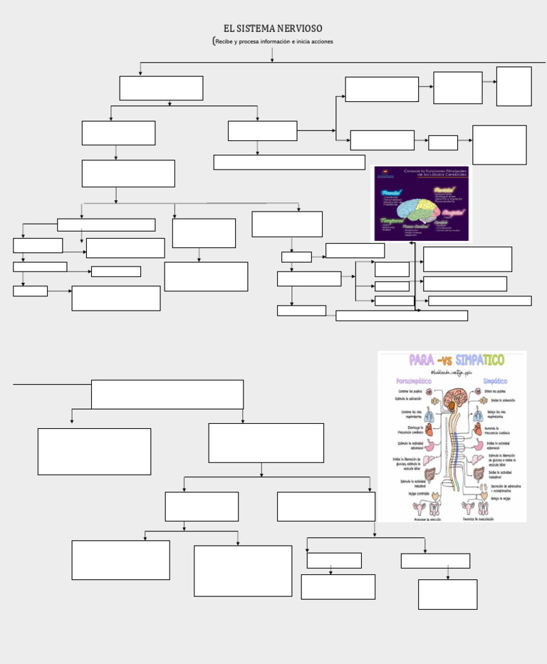 Mapa Sistema Nervioso | PDF | Cerebro | Nervio