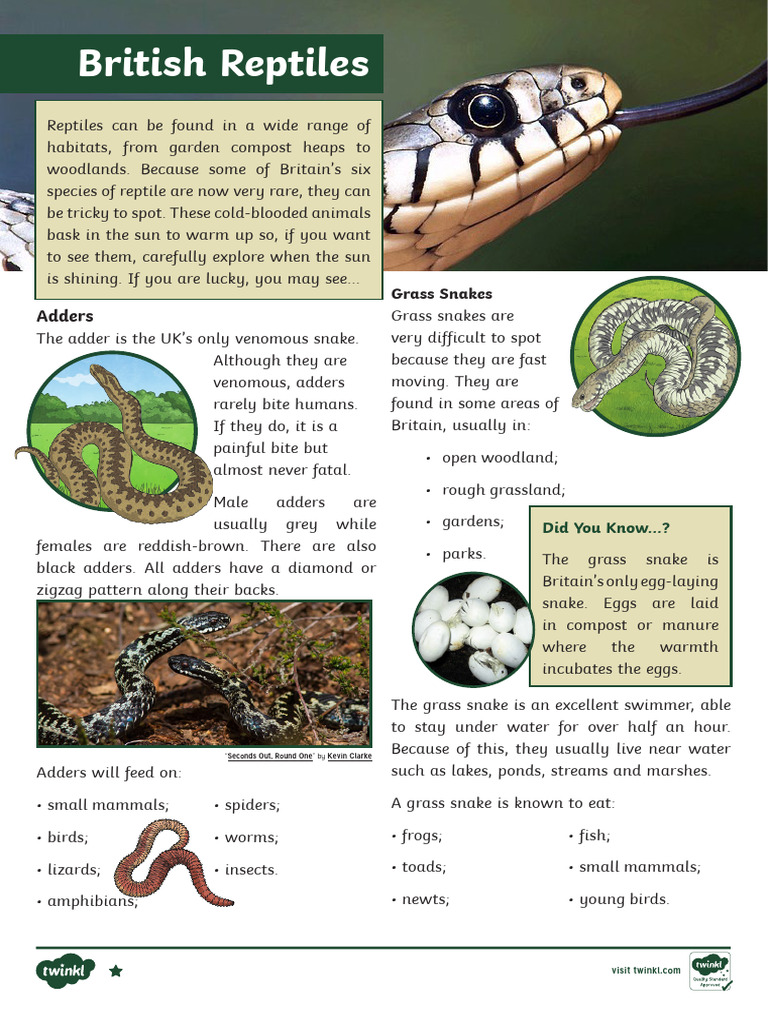 Overview of 6 British Reptiles | PDF | Snake | Lizard