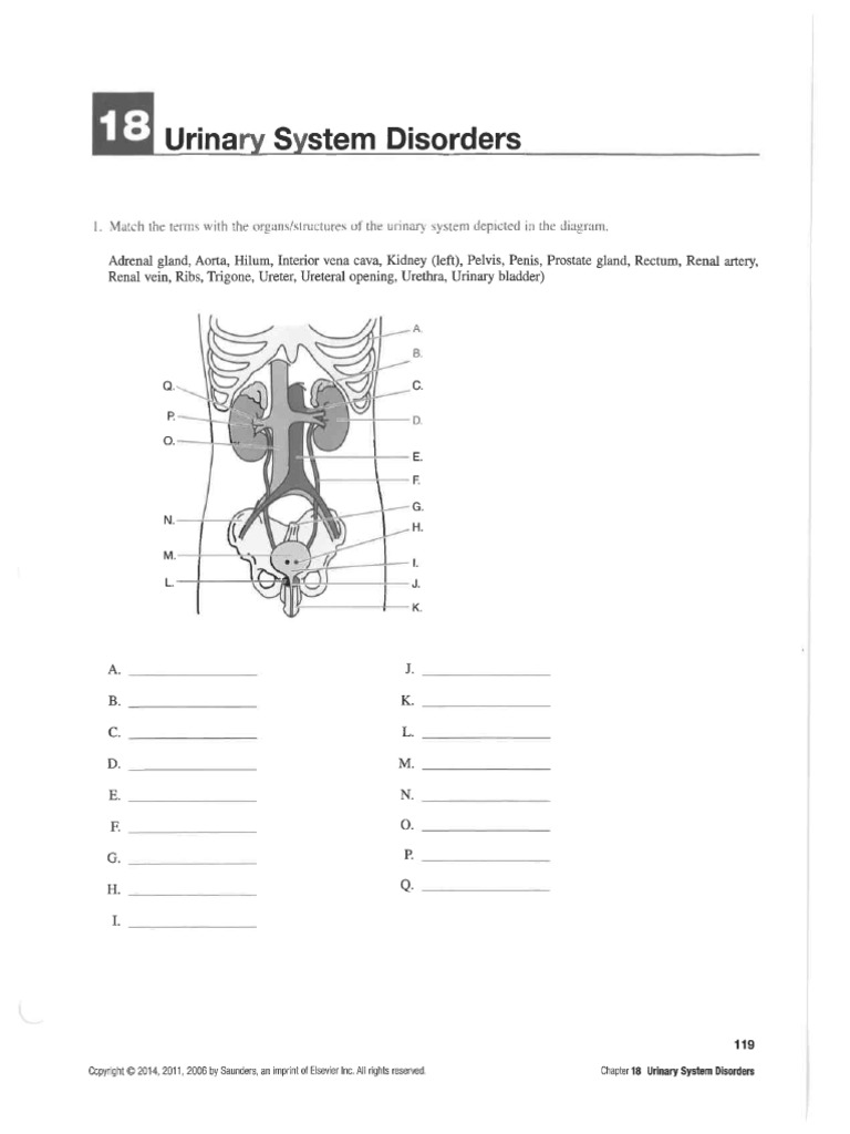 Chapter 18 Urinary System Disorders - Ocred | PDF | Urinary System ...