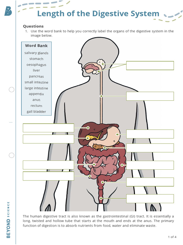 Digestive System Model | PDF