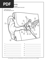 Ear Anatomy Labeling Worksheet | PDF