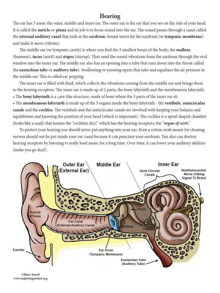 ear_anatomy | PDF | Ear | Hearing