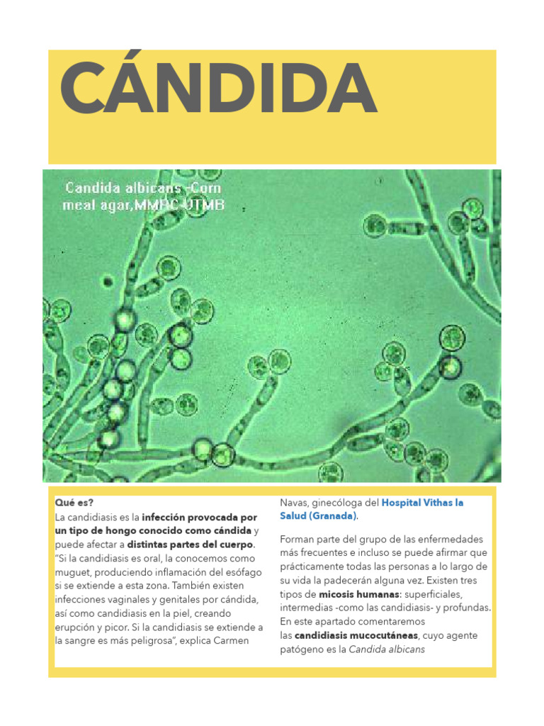 Cándida | PDF | Candidiasis | Especialidades Medicas