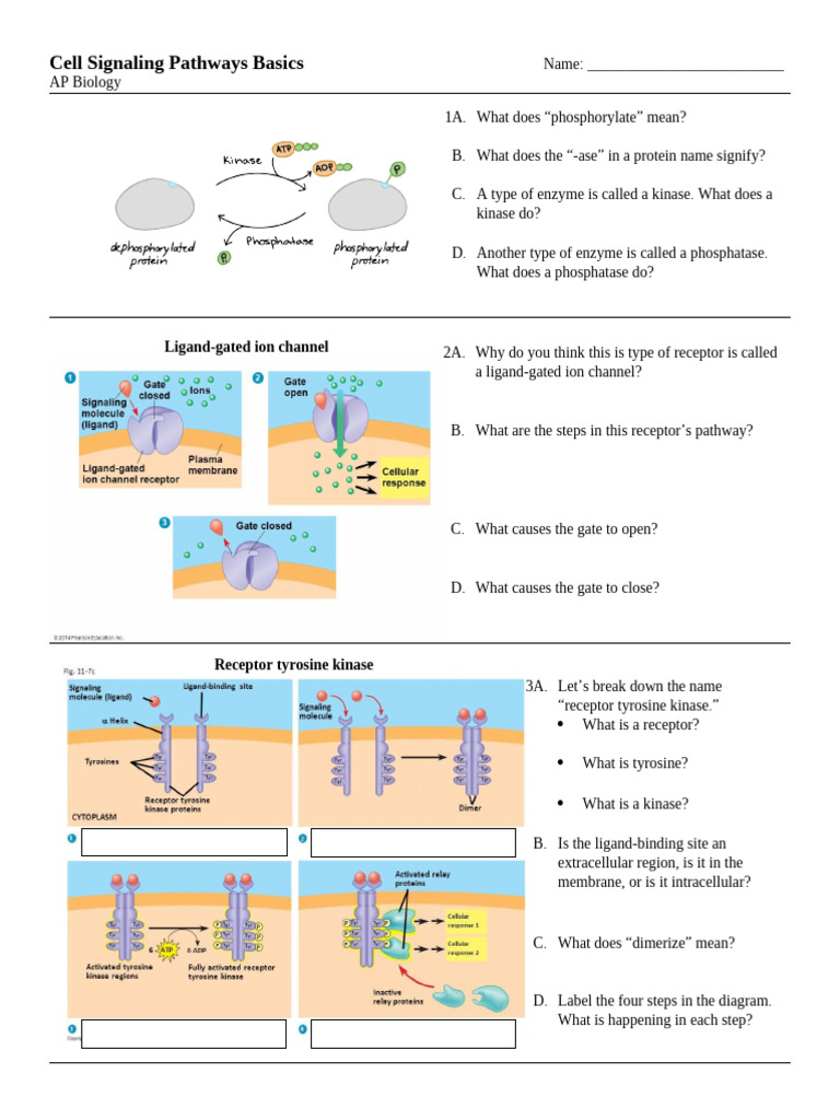 Cell Signaling Pathways Basics (1) | PDF | Cell Signaling | Signal ...