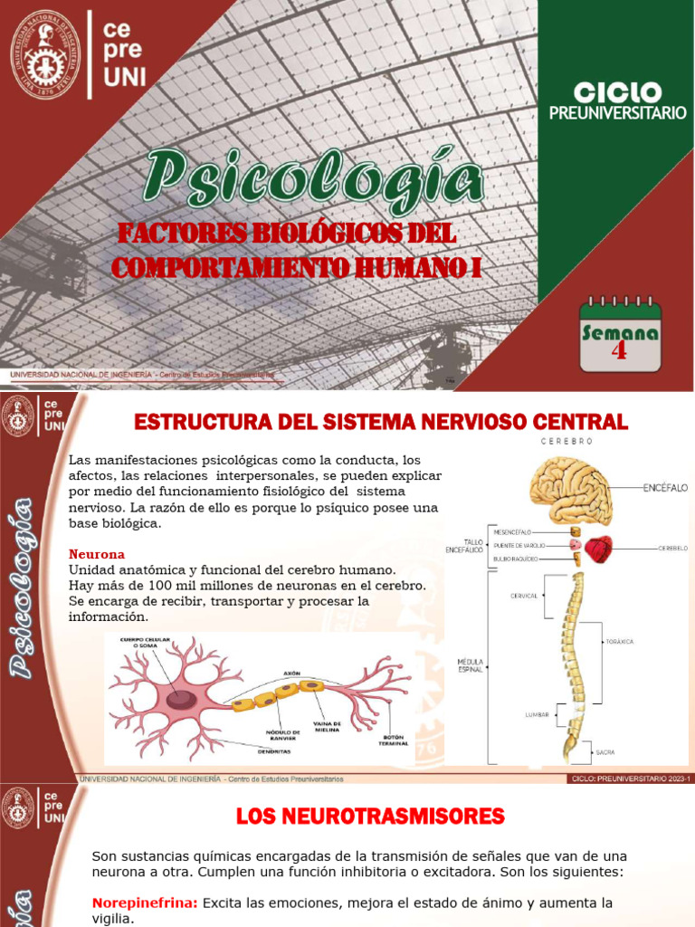 S4 Psico 2023 I | PDF | Cerebro | Las emociones