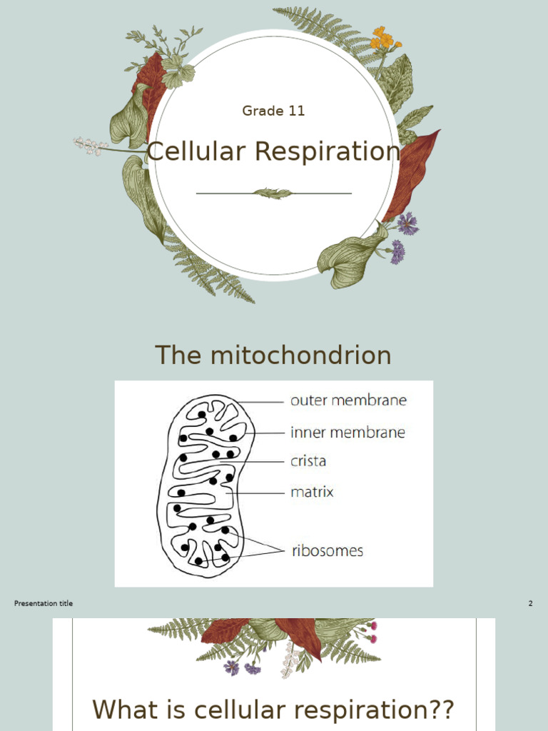 Cellular Respiration Intro Grade 11 Final | PDF | Cellular Respiration ...