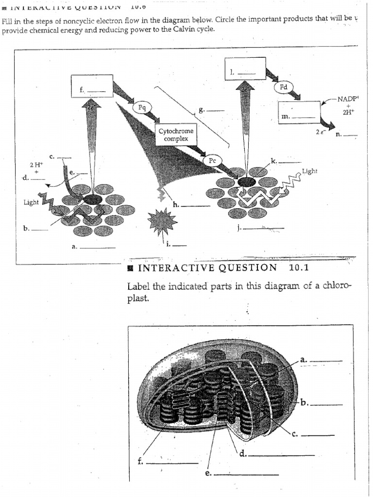 Photosynthesis Diagrams | PDF