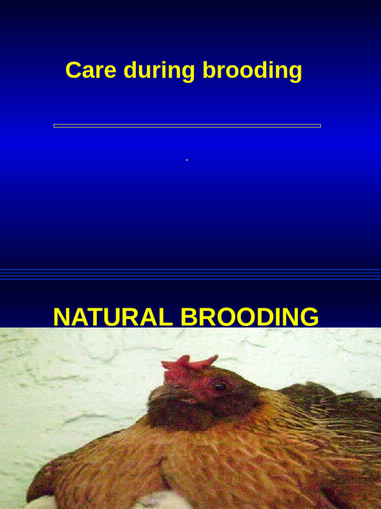 Care During Brooding | PDF | Ventilation (Architecture)