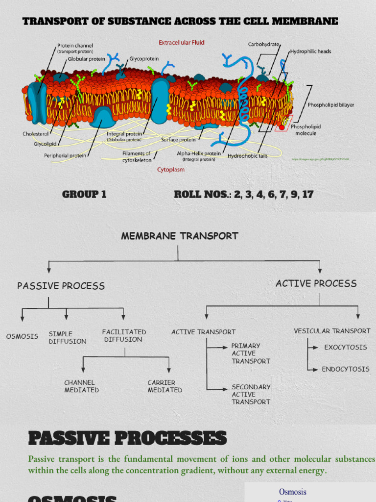 Transport of Substance Across The Cell Membrane GRP 1 | PDF | Cell ...
