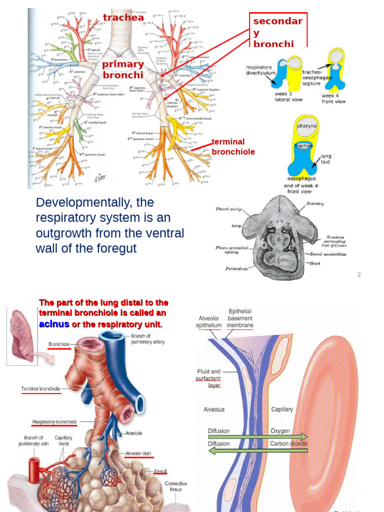 Overview of Lung Diseases and Disorders | PDF | Lung | Chronic Obstructive Pulmonary Disease