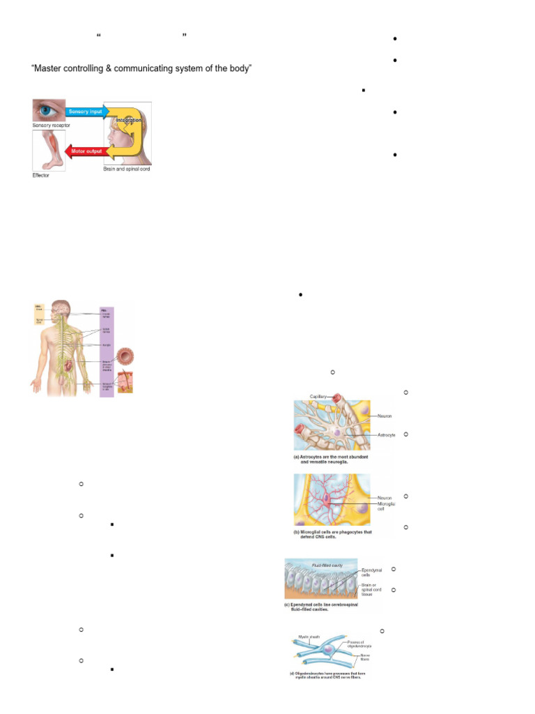 Merged File Ni Bossing | PDF | Hormone | Axon