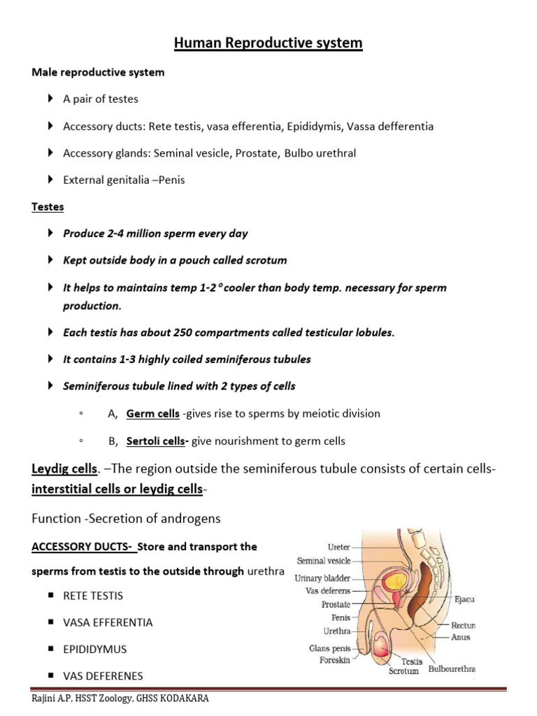 Reproductive System Pdf Menstrual Cycle Animal Anatomy