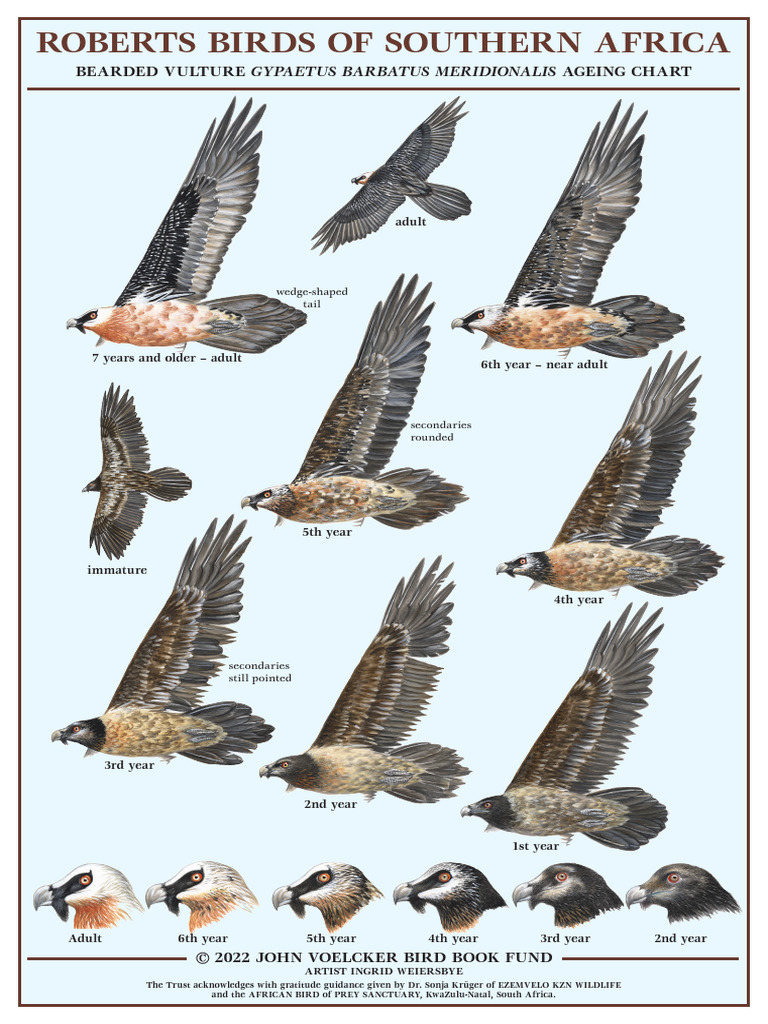 bearded_vulture_aging_chart_A2. | PDF
