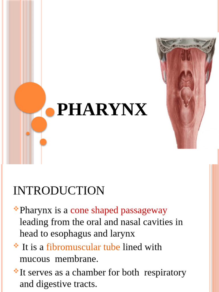 Pharynx - Ppt (1) | PDF | Larynx | Human Head And Neck