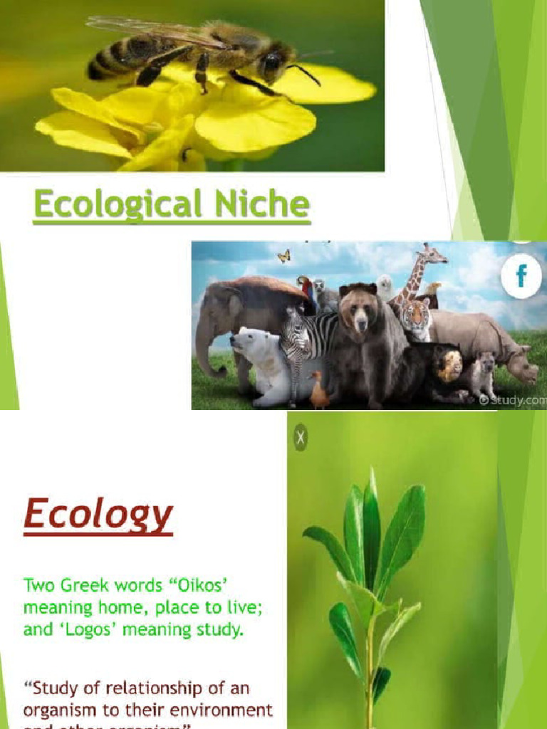 Ecological Niches With Ecosystem | PDF