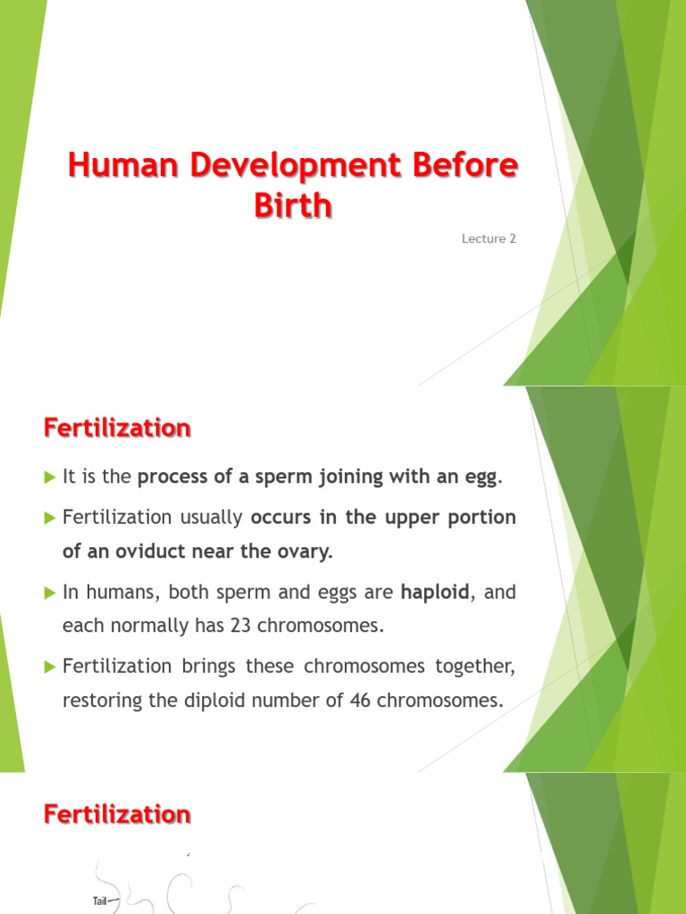 Human Development: Fertilization to Fetus | PDF | Placenta | Fertilisation