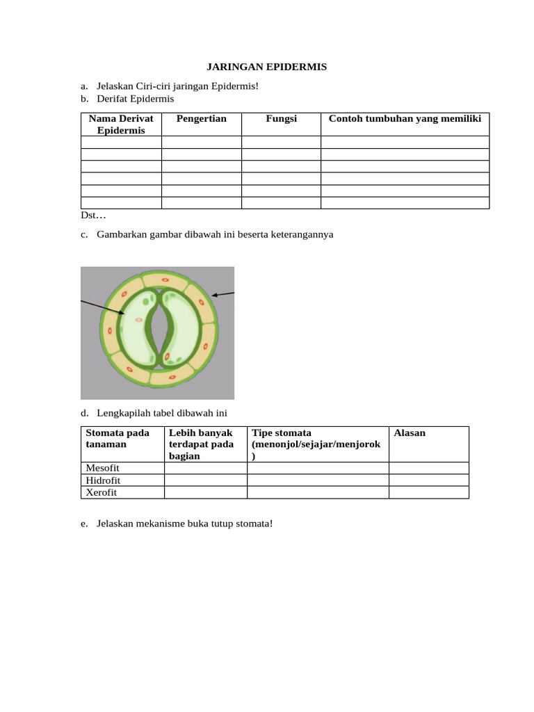 Jaringan Epidermis Pdf