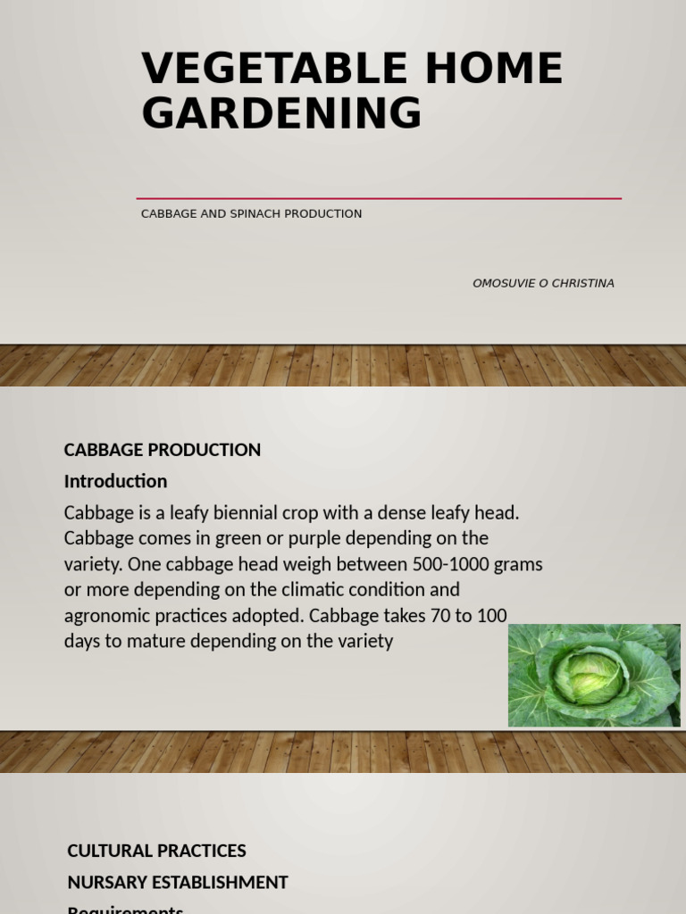 Vegetable Home Gardening | PDF | Cabbage | Vegetables