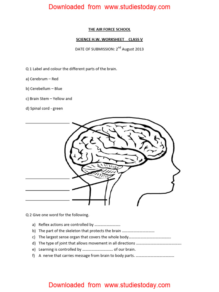 CBSE Class 5 Science - Brain | PDF