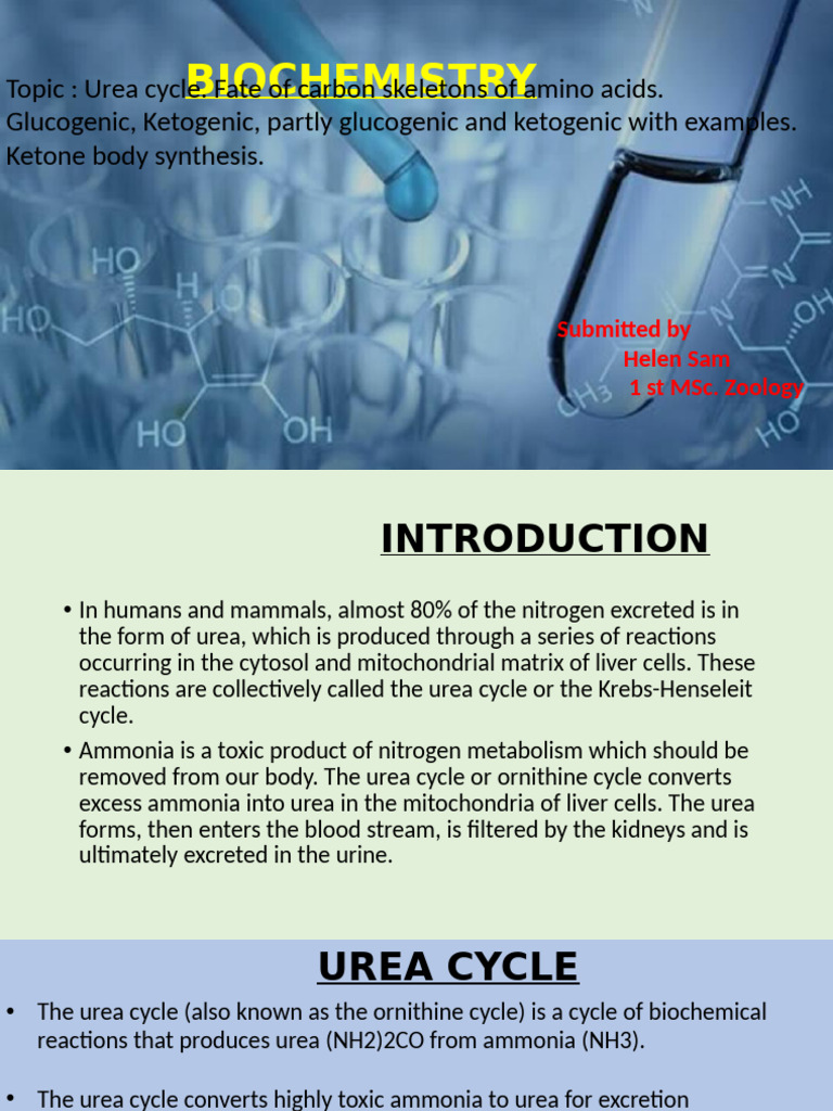 Urea Cycle, Fate of Carbon Skeleton | PDF | Pyruvic Acid | Alanine