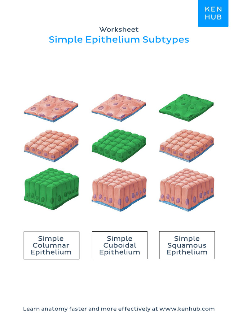 Worksheet Epithelial Tissue Subtypes Labeled | PDF