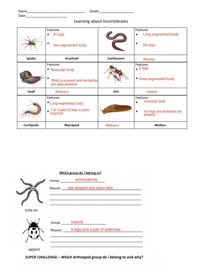 Learning About Invertebrates - Worksheets - Abswer Key | PDF