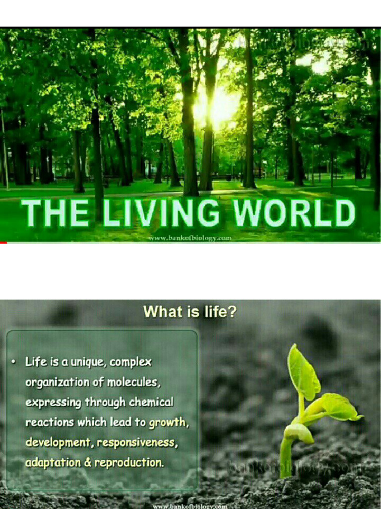 Living World | PDF