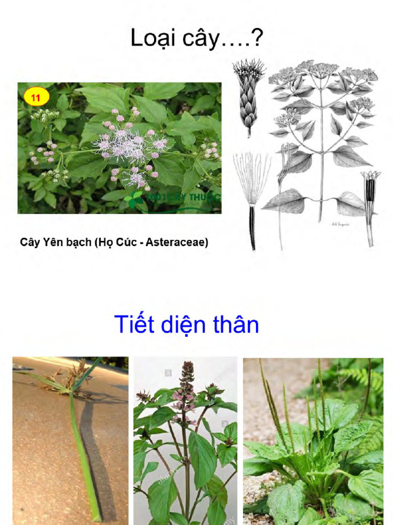 D1 - TVD - Thân | PDF