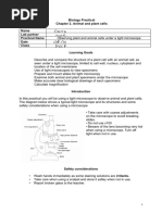 Onion Epidermal Cells | PDF