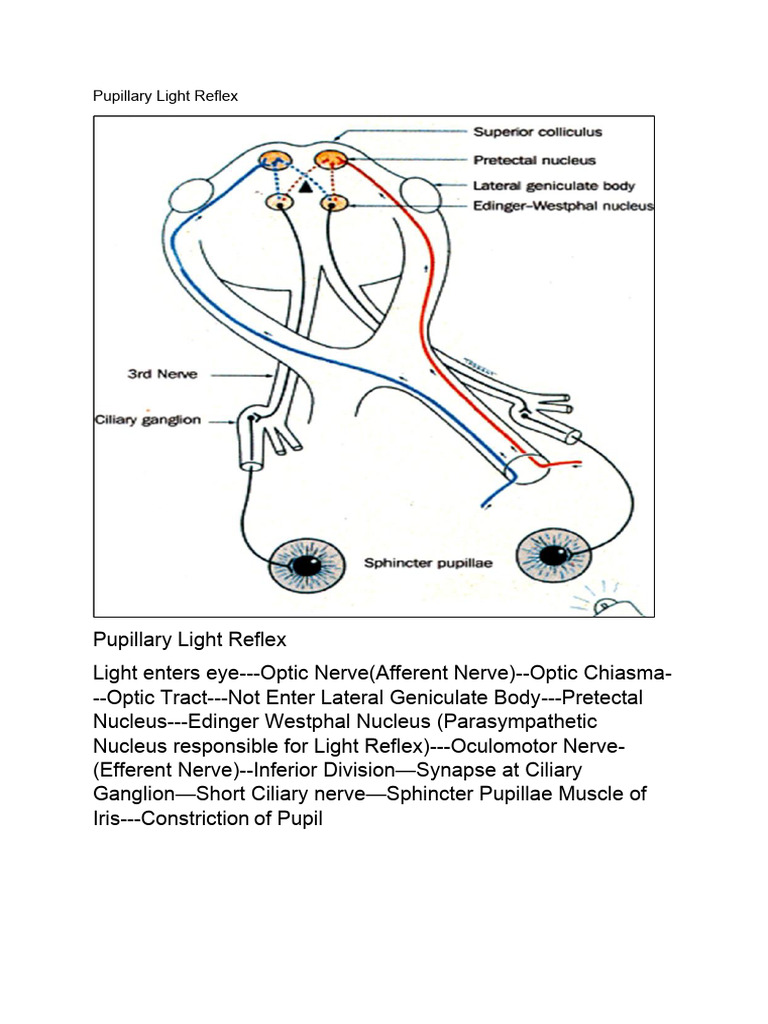 Pupillary Light Reflex | PDF