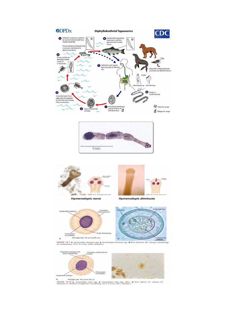 Parasitology pictures | PDF