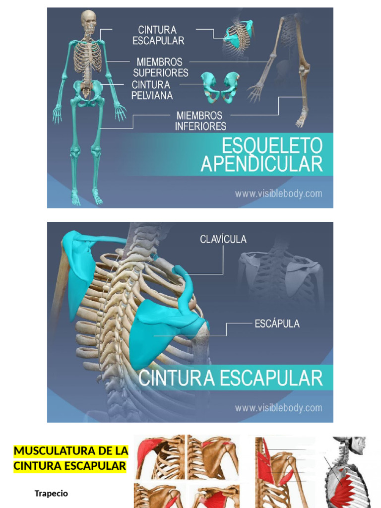 Cintura Escapular Osteo | PDF