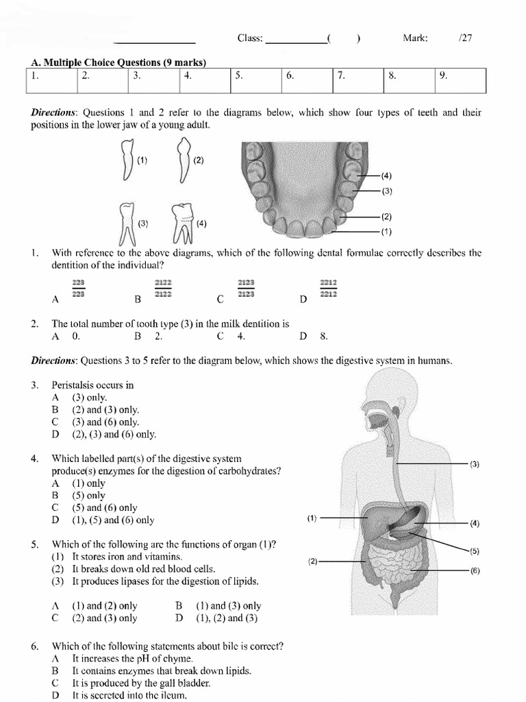 Digestive System Ex 1 2 | PDF