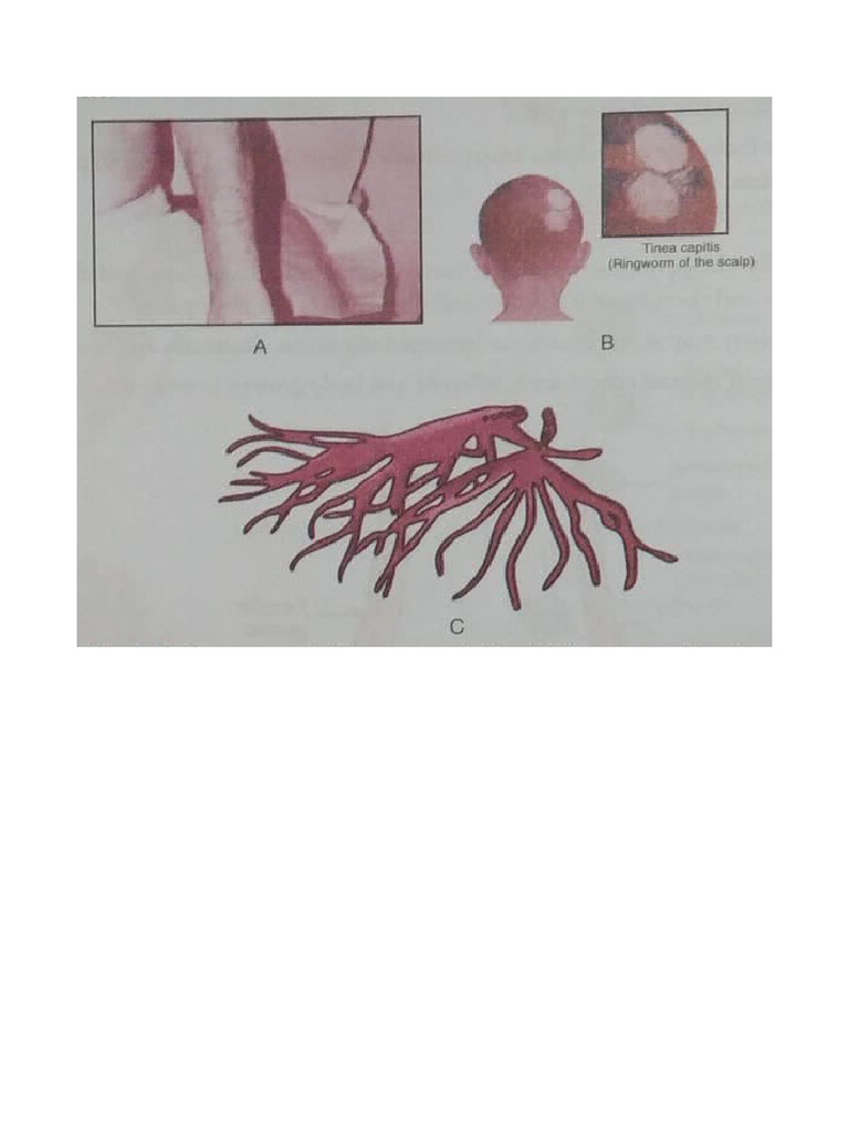 Border For Pe | PDF